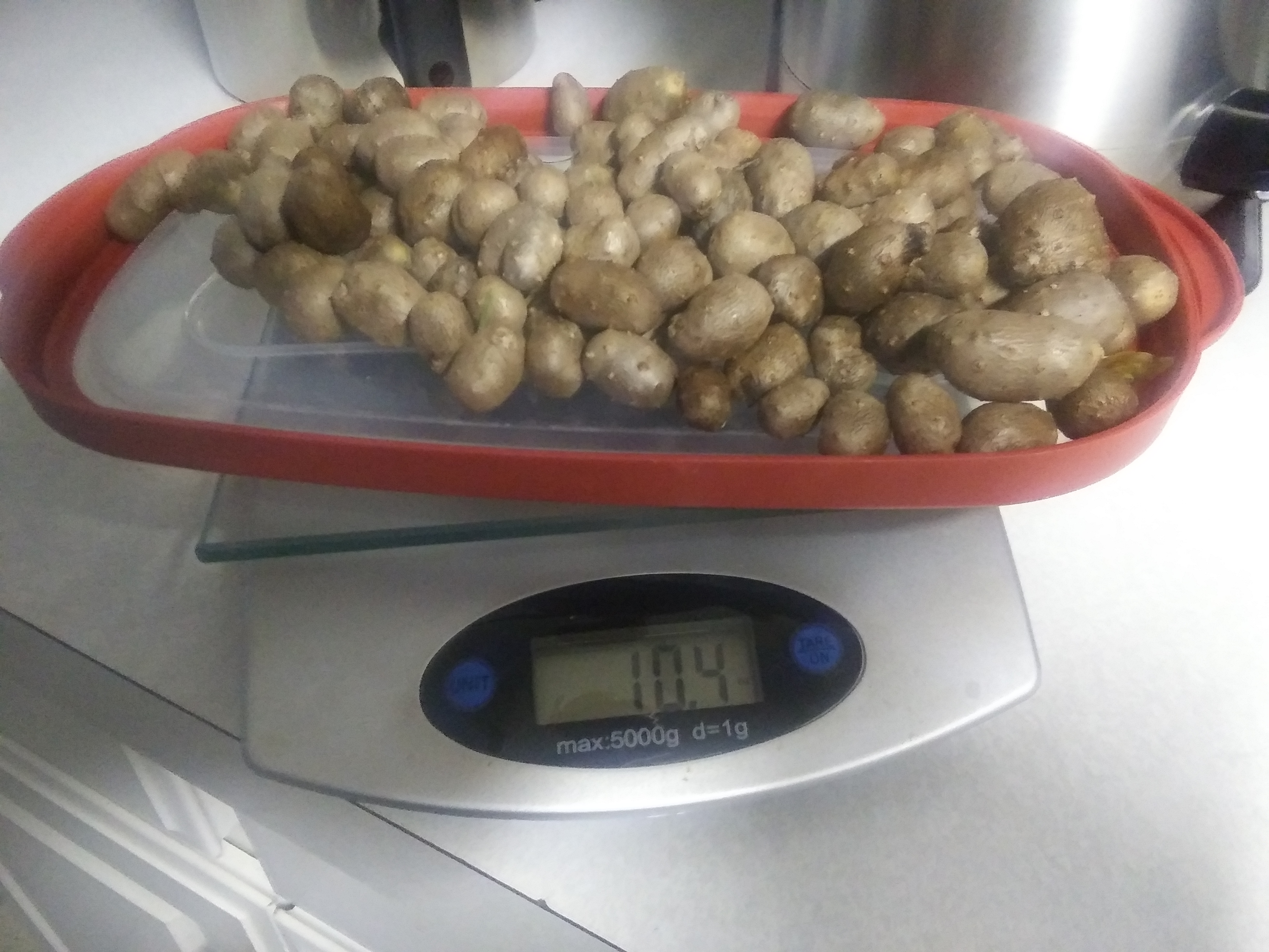 Yamberry Yields | Experimental Farm Network